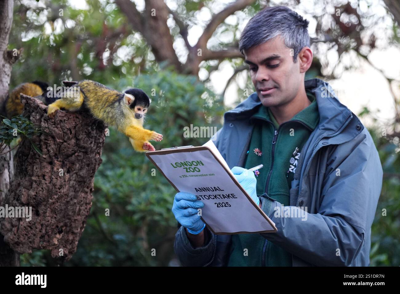 A zoo keeper counts squirrel monkeys during the annual stocktake at ZSL ...