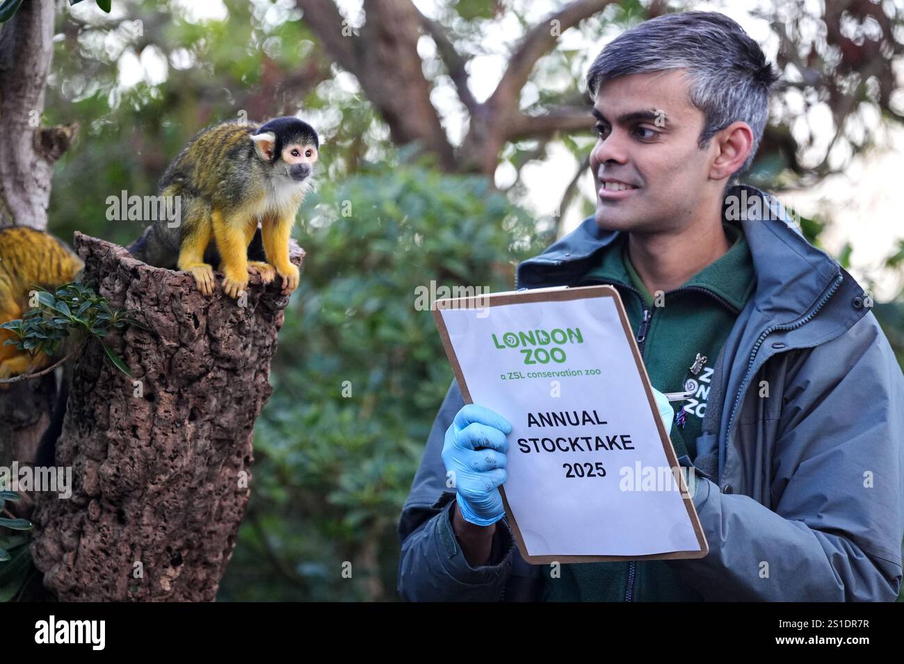 A zoo keeper counts squirrel monkeys during the annual stocktake at ZSL ...