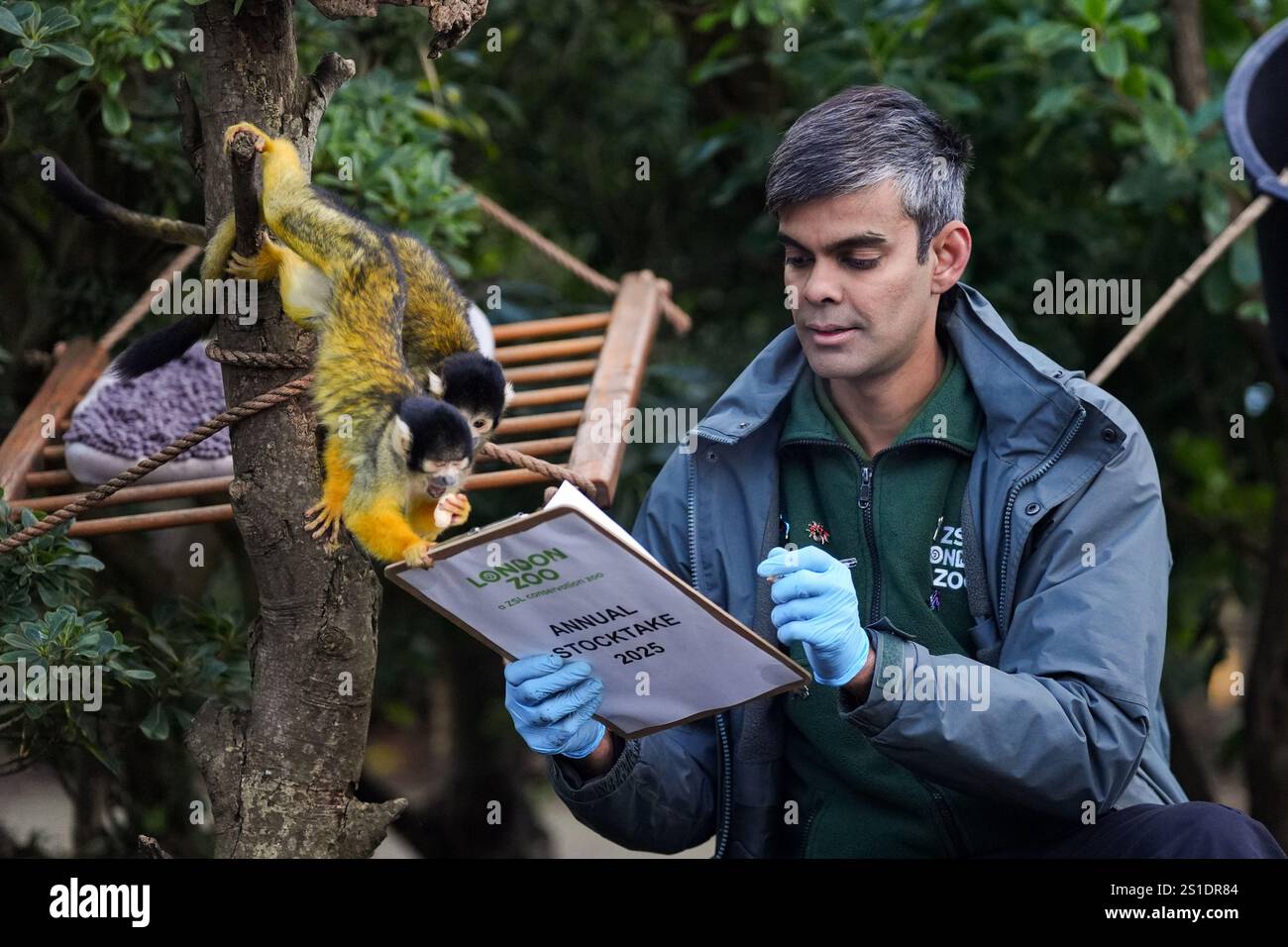 A zoo keeper counts squirrel monkeys during the annual stocktake at ZSL ...