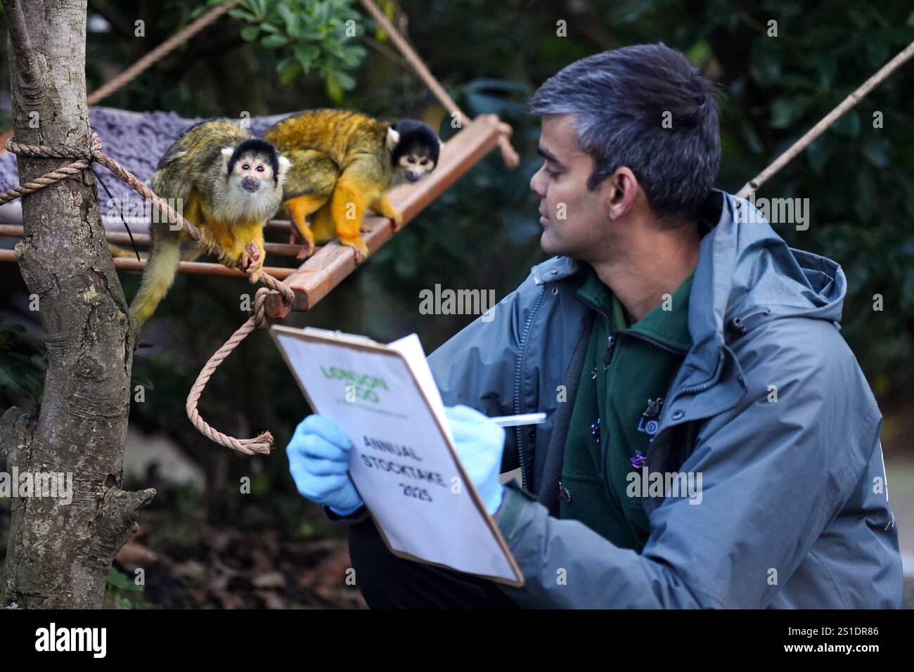A zoo keeper counts squirrel monkeys during the annual stocktake at ZSL ...