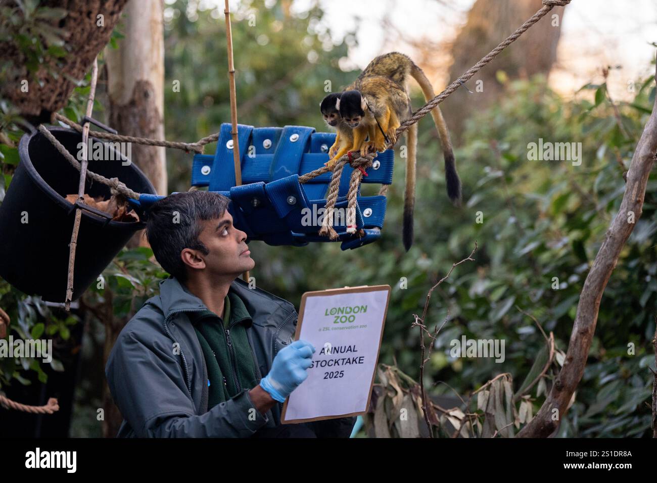 A zoo keeper counts squirrel monkeys during the annual stocktake at ZSL ...