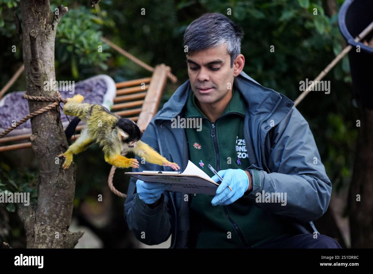 A zoo keeper counts squirrel monkeys during the annual stocktake at ZSL ...