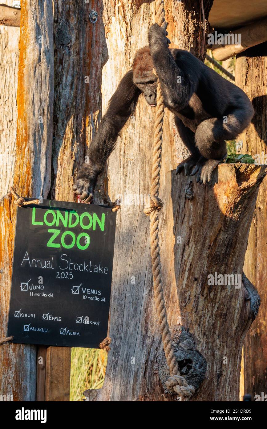 ZSL London Zoo, UK. 3rd January 2025. Zookeepers at ZSL London Zoo ...