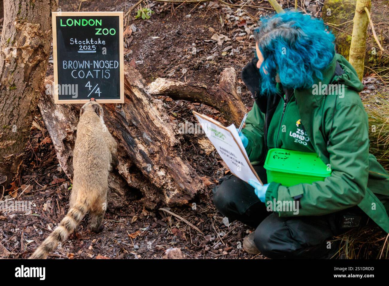 ZSL London Zoo, UK. 3rd January 2025. Zookeepers at ZSL London Zoo ...