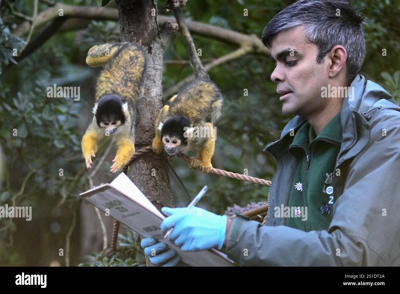 A zoo keeper counts Squirrel Monkeys during the annual stocktake at ...
