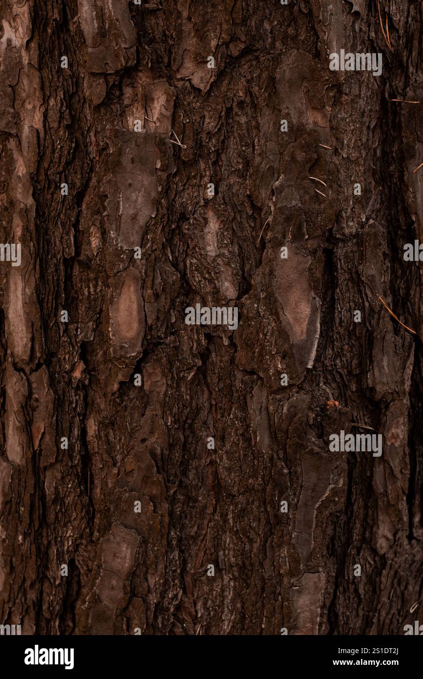 Pine bark – a natural material with unique texture, perfect for ...