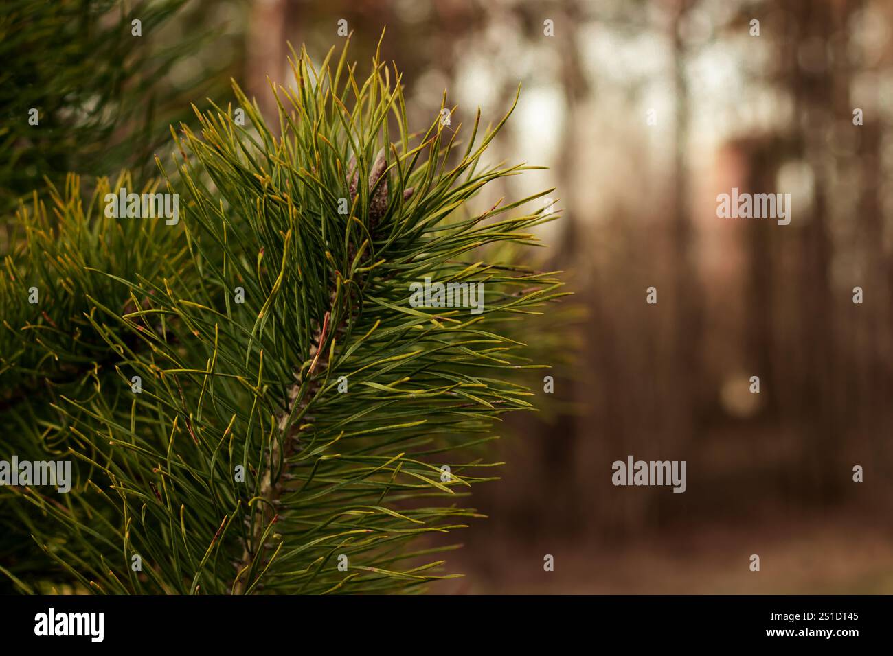 A pine branch stretches gracefully against a forest backdrop ...