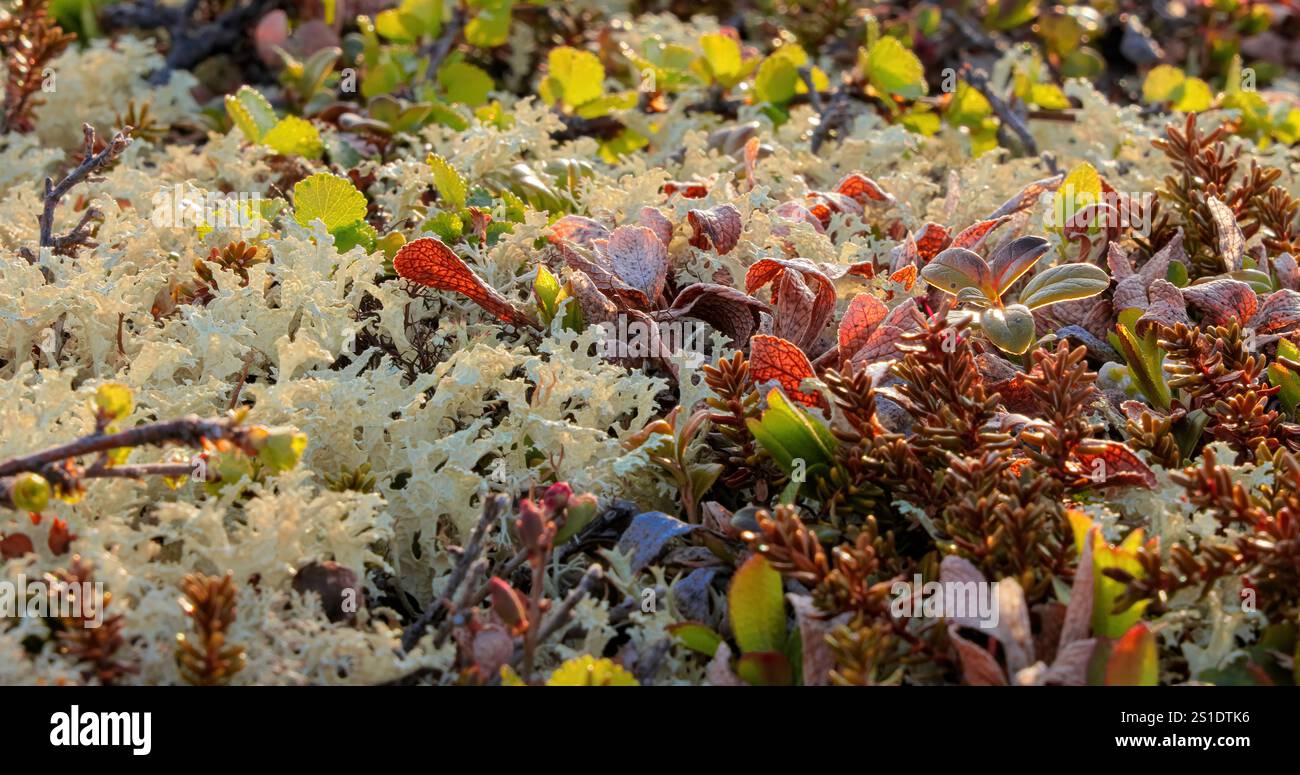 Arctic Tundra lichen moss close-up. Found primarily in areas of Arctic ...