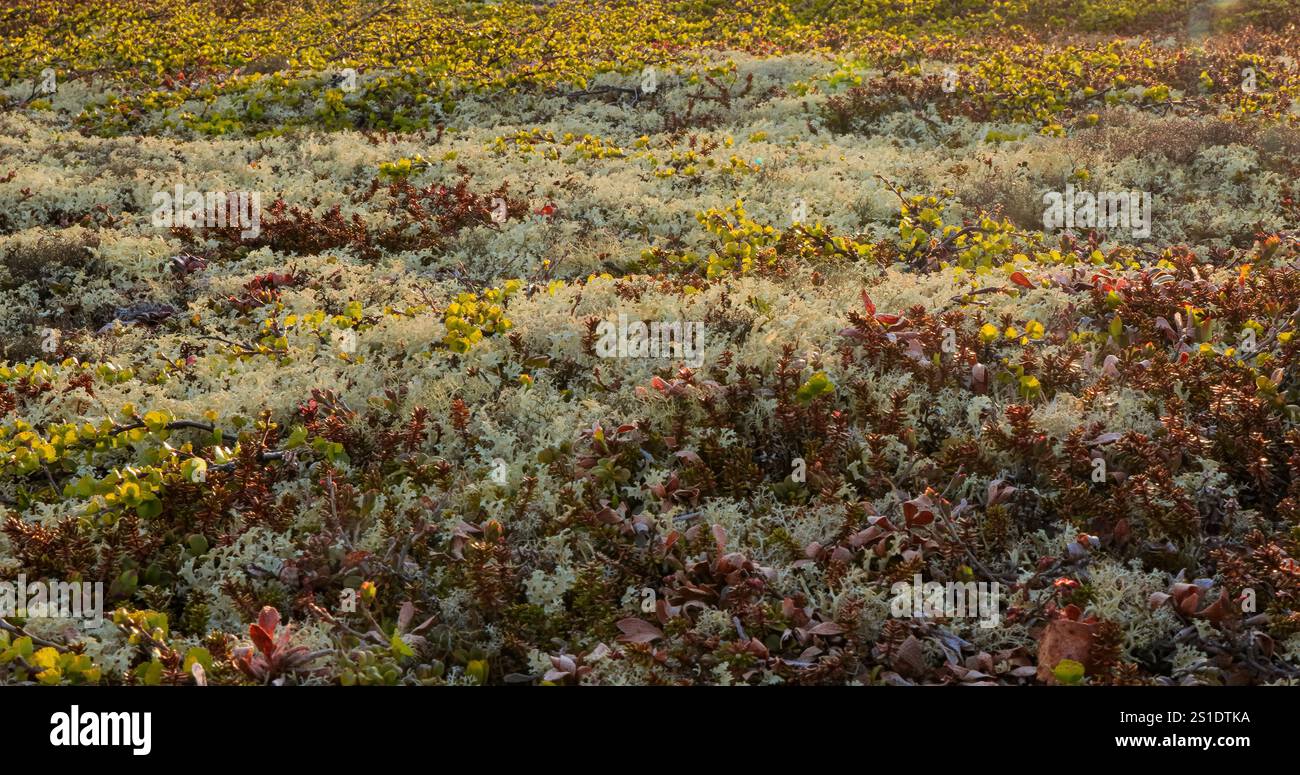 Arctic Tundra lichen moss close-up. Found primarily in areas of Arctic ...