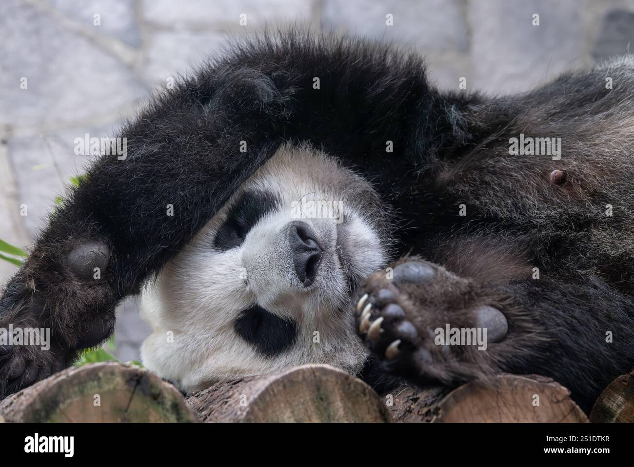 Giant panda is sleeping (Ailuropoda melanoleuca) also known as the ...