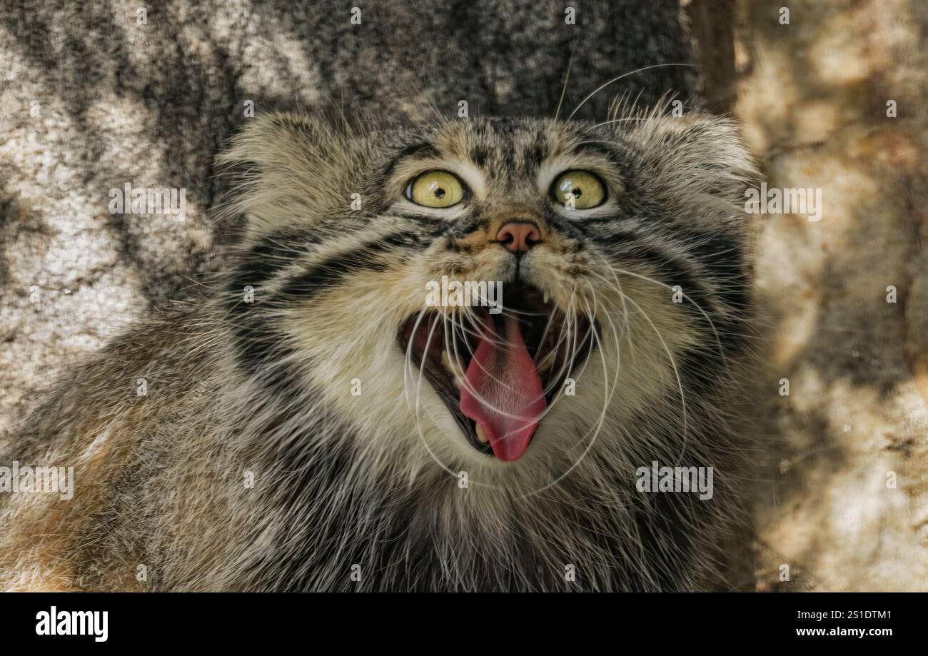 Pallas's cat (Otocolobus manul), also known as the manul, is a small ...