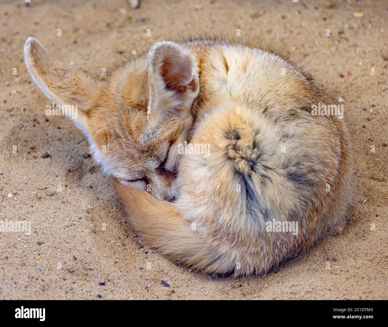Fennec fox in sahara hi-res stock photography and images - Alamy