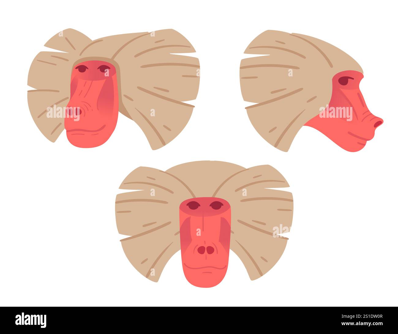 Baboon face with three views front, side, and angled highlighting ...