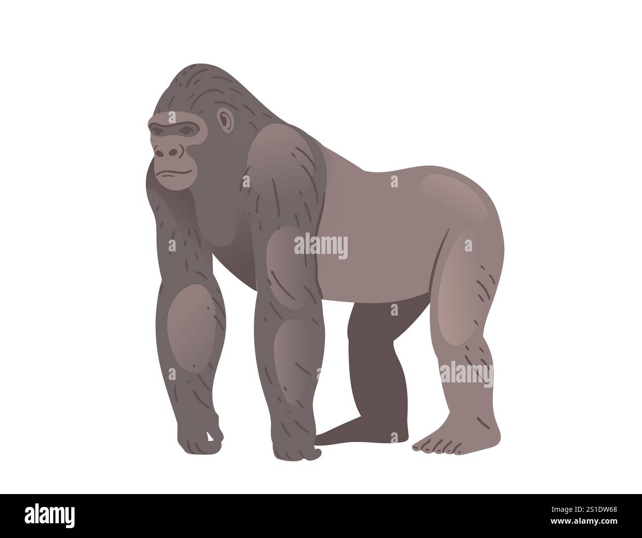 Stocky adult grey gorilla. Wild monkey or ape. Cartoon animal design ...