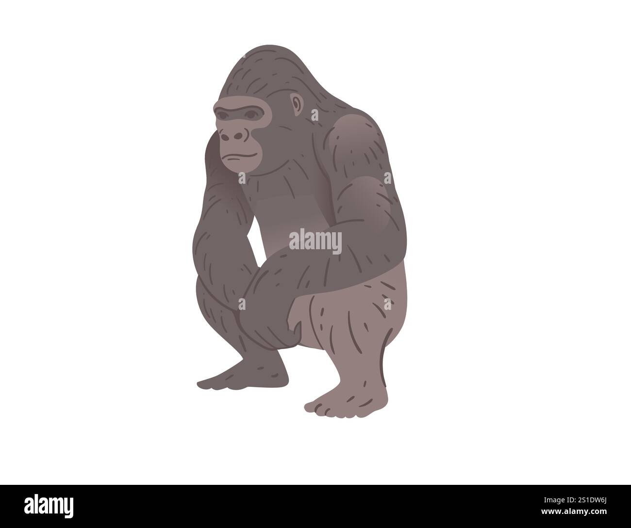 Stocky adult grey gorilla sitting on two legs. Wild monkey or ape ...