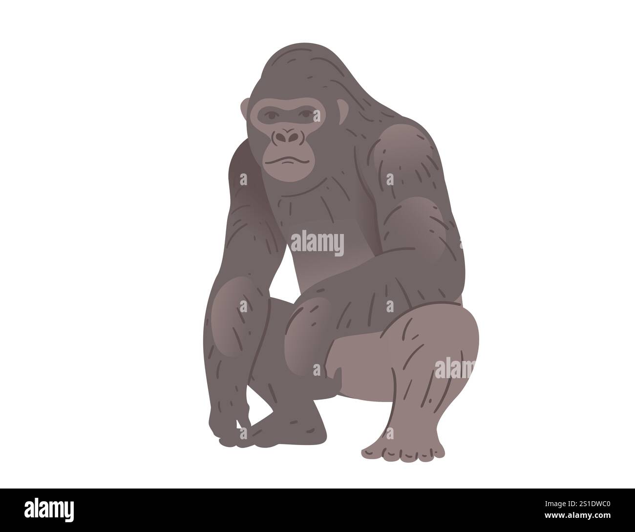 Stocky adult grey gorilla. Wild monkey or ape. Cartoon animal design ...