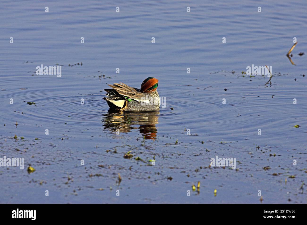 Common teal Anas crecca male feeding in shallow water Catcott Lows ...