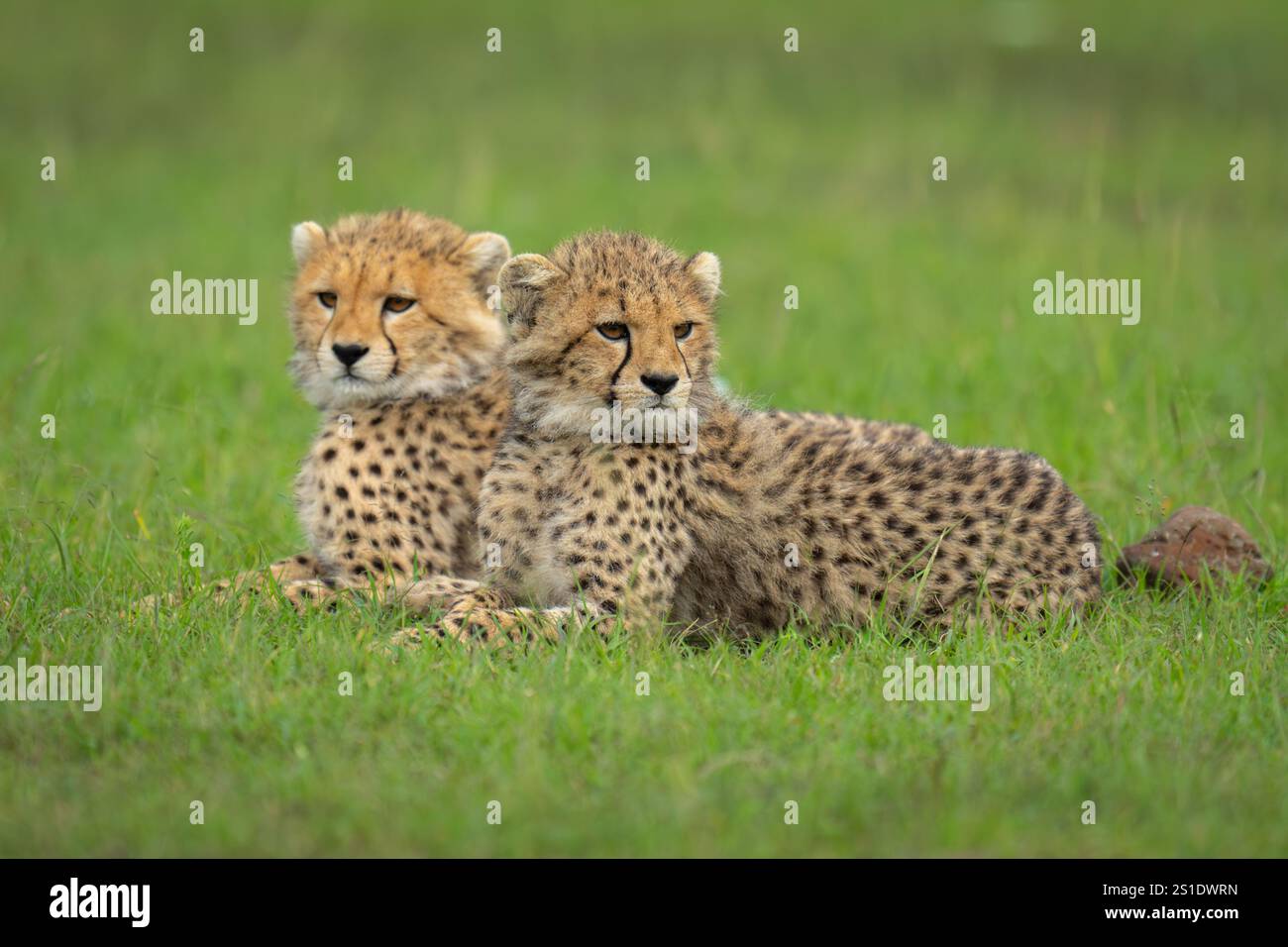 Two cheetah cubs lie together on grass Stock Photo - Alamy