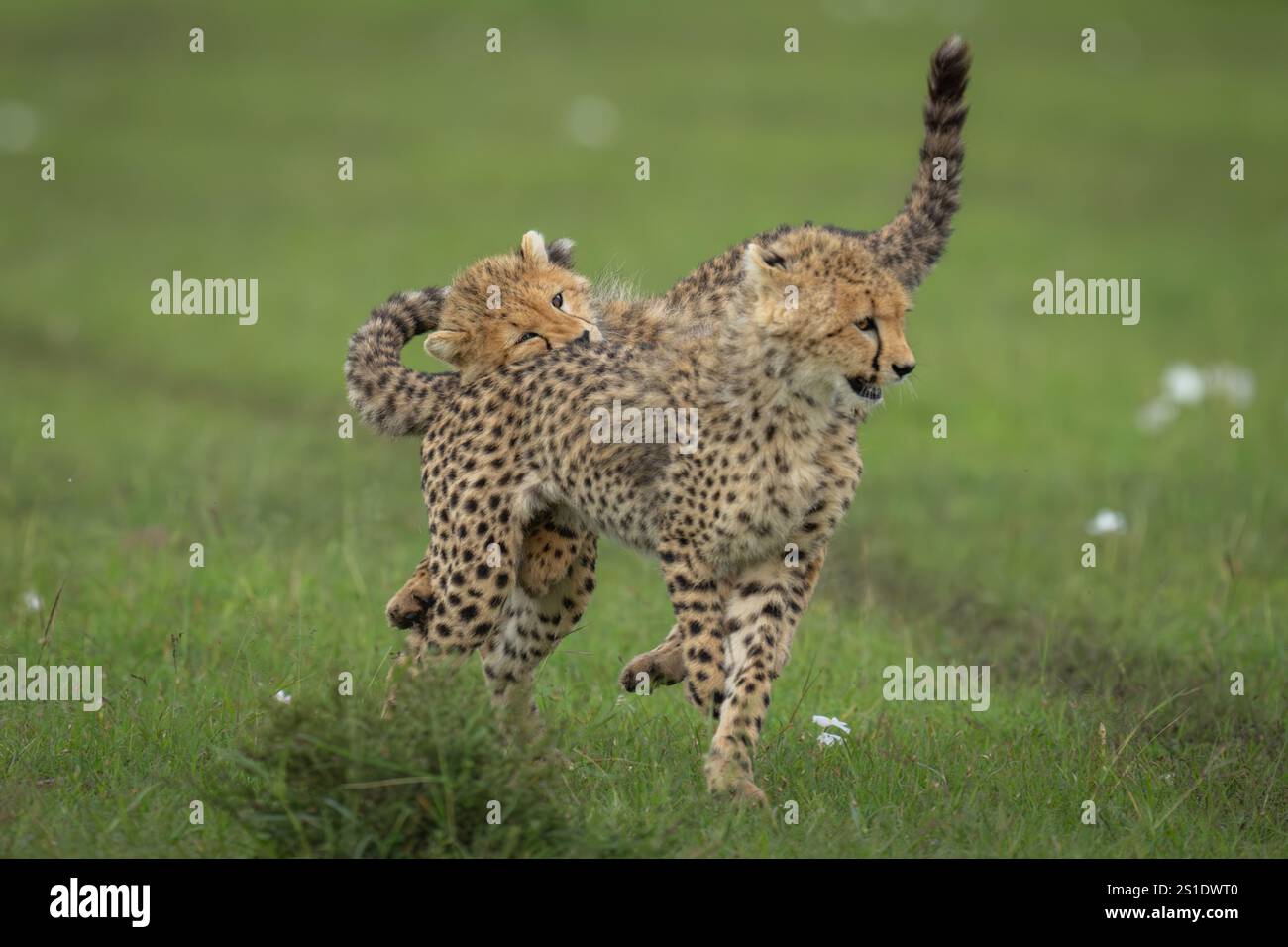 Two cheetah cubs play on short grass Stock Photo - Alamy