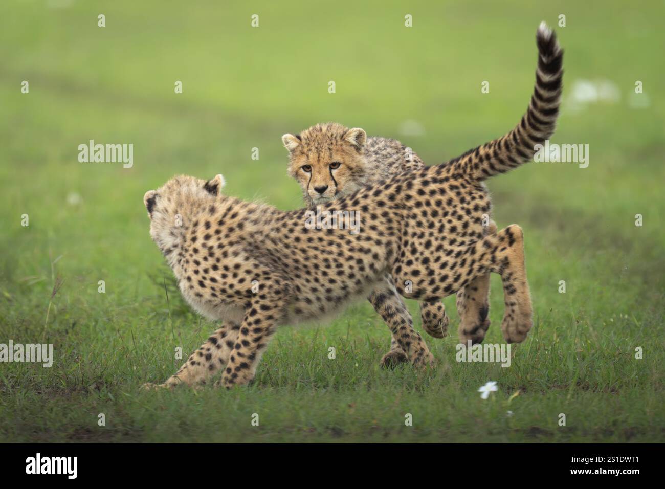 Two cheetah cubs playing on short grass Stock Photo - Alamy