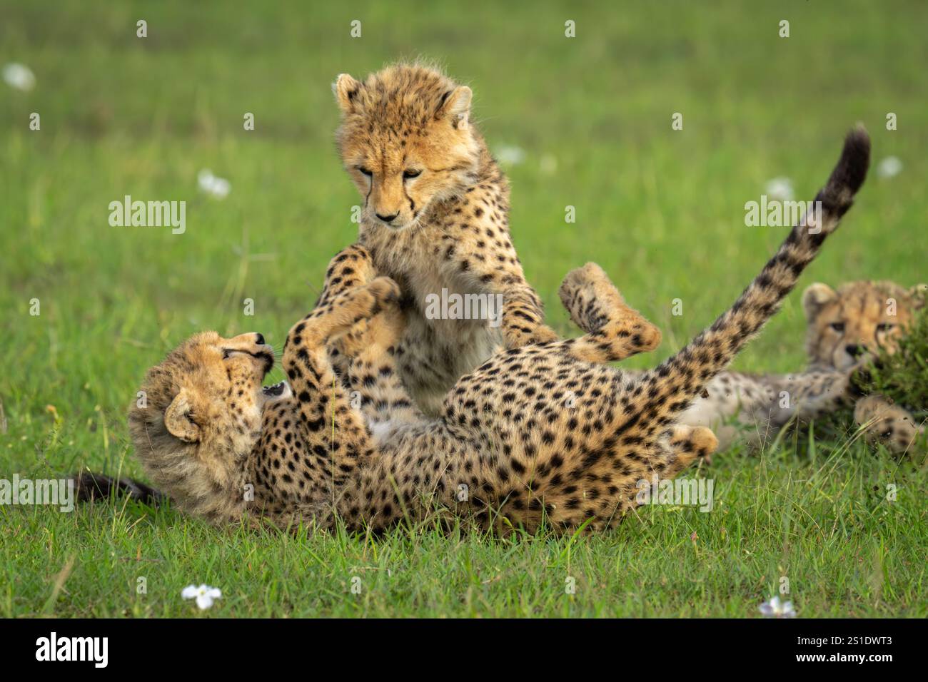 Two cheetah cubs play fight by another Stock Photo - Alamy