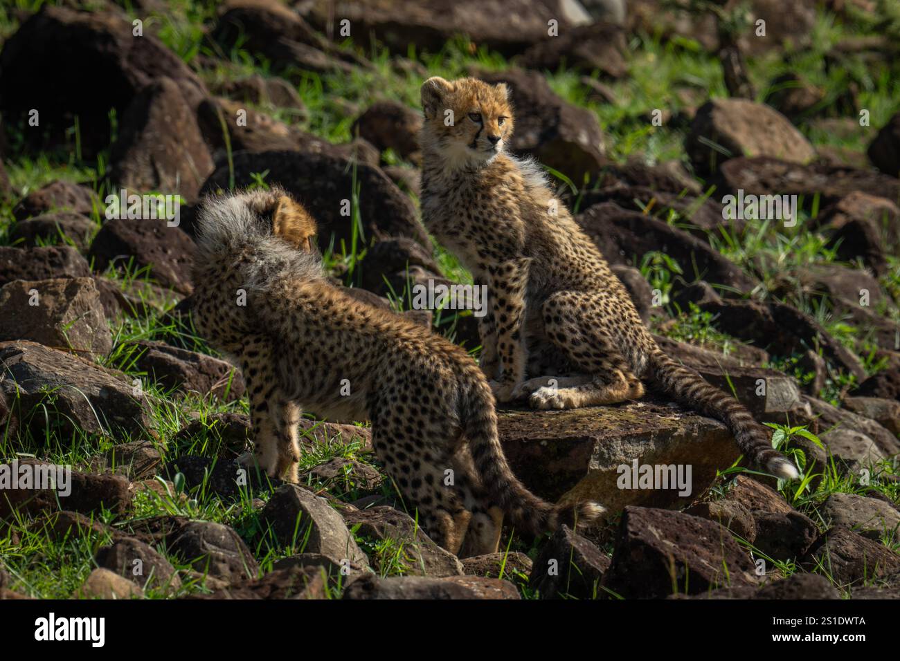 Two cheetah cubs sit and stand together Stock Photo - Alamy