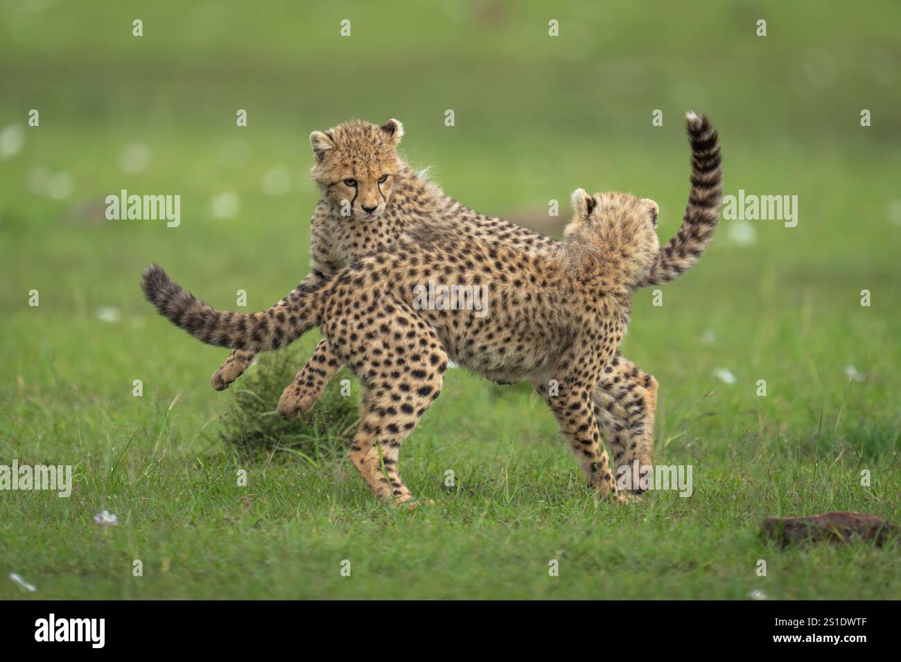 Two cheetah cubs play fighting on savannah Stock Photo - Alamy