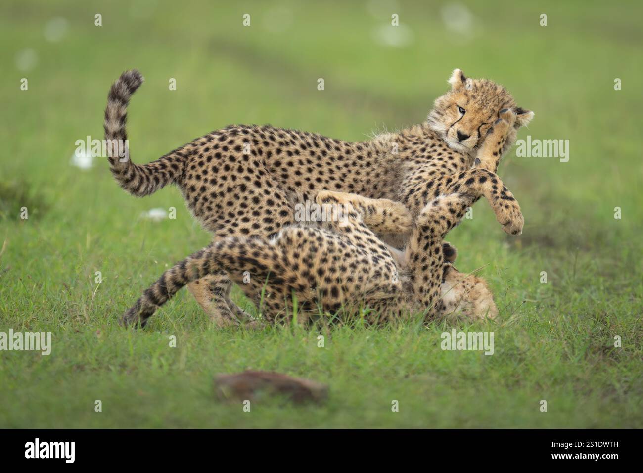 Two cheetah cubs play together in grass Stock Photo - Alamy