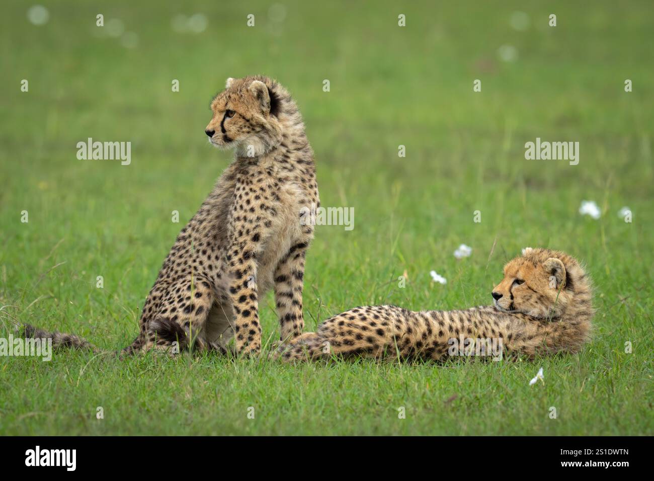 Two cheetah cubs sit and lie together Stock Photo - Alamy