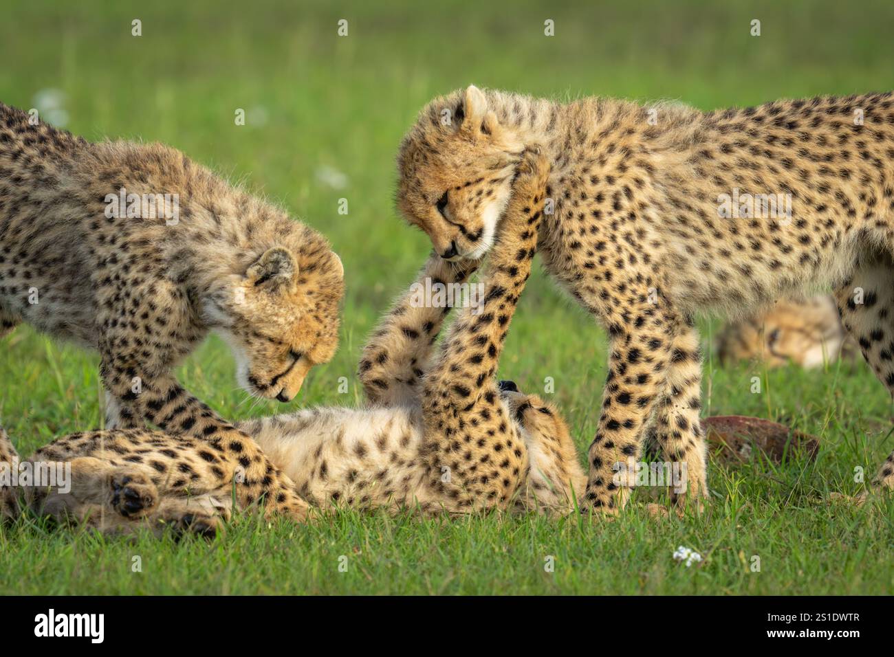 Two cheetah cubs stand wrestling with another Stock Photo - Alamy
