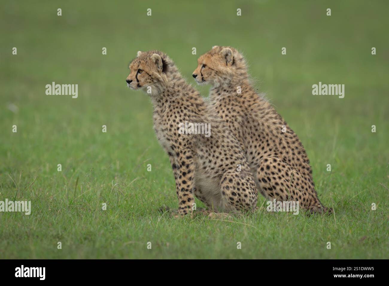 Two cheetah cubs sit together on grass Stock Photo - Alamy