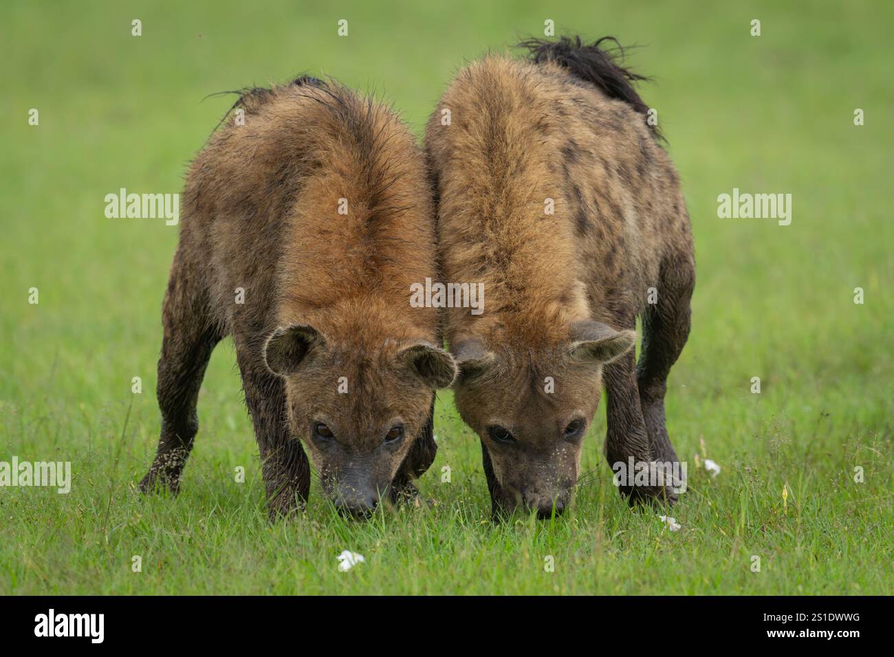 Spotted hyena sniffing grass hi-res stock photography and images - Alamy