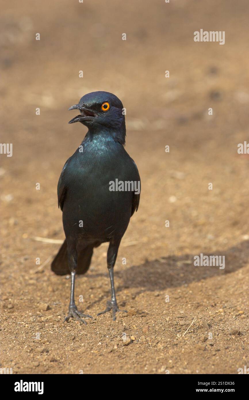 Cape glossy starling Lamprotornis nitens Kruger National Park South ...