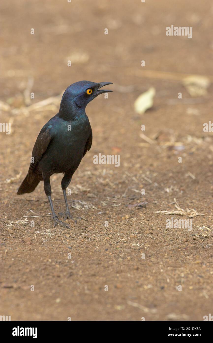 Cape glossy starling Lamprotornis nitens Kruger National Park South ...