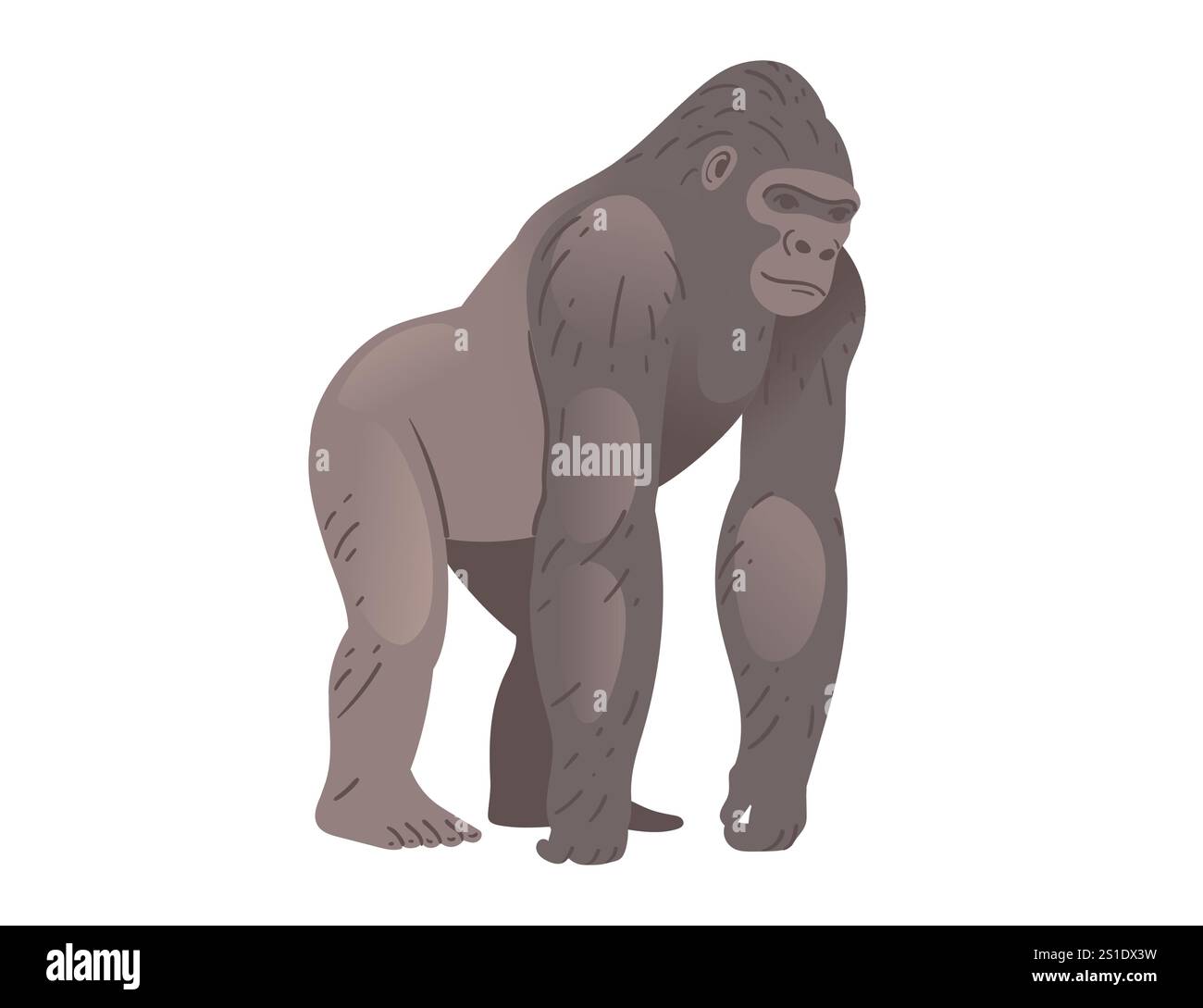Stocky adult grey gorilla. Wild monkey or ape. Cartoon animal design ...
