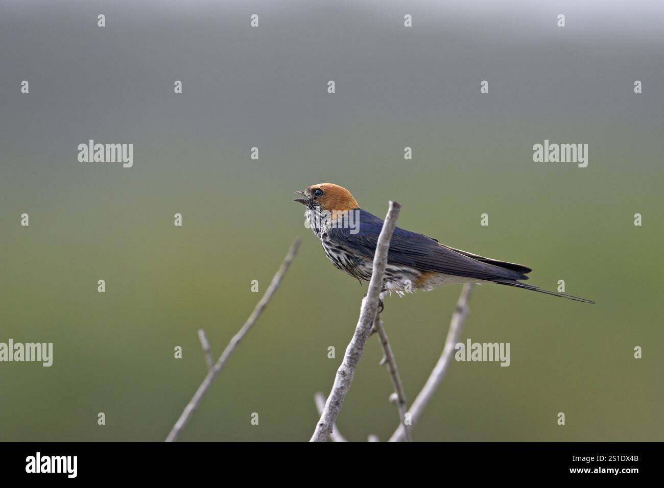 Lesser-striped swallow Hirundo abyssinica Hluhluwe South Africa Stock ...