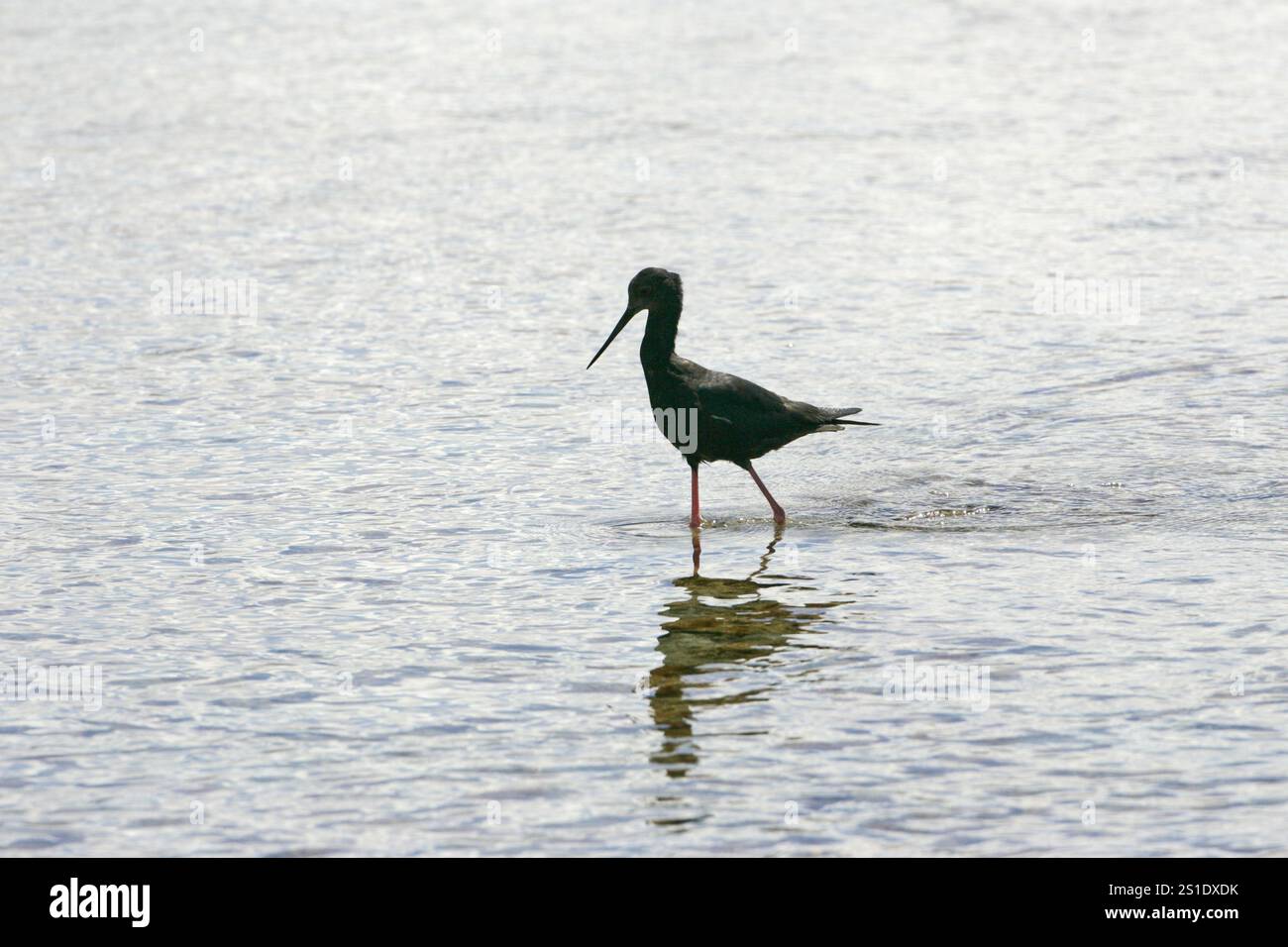 Black stilt Himantopus novaezelandiae Mackenzie Basin South Island New ...