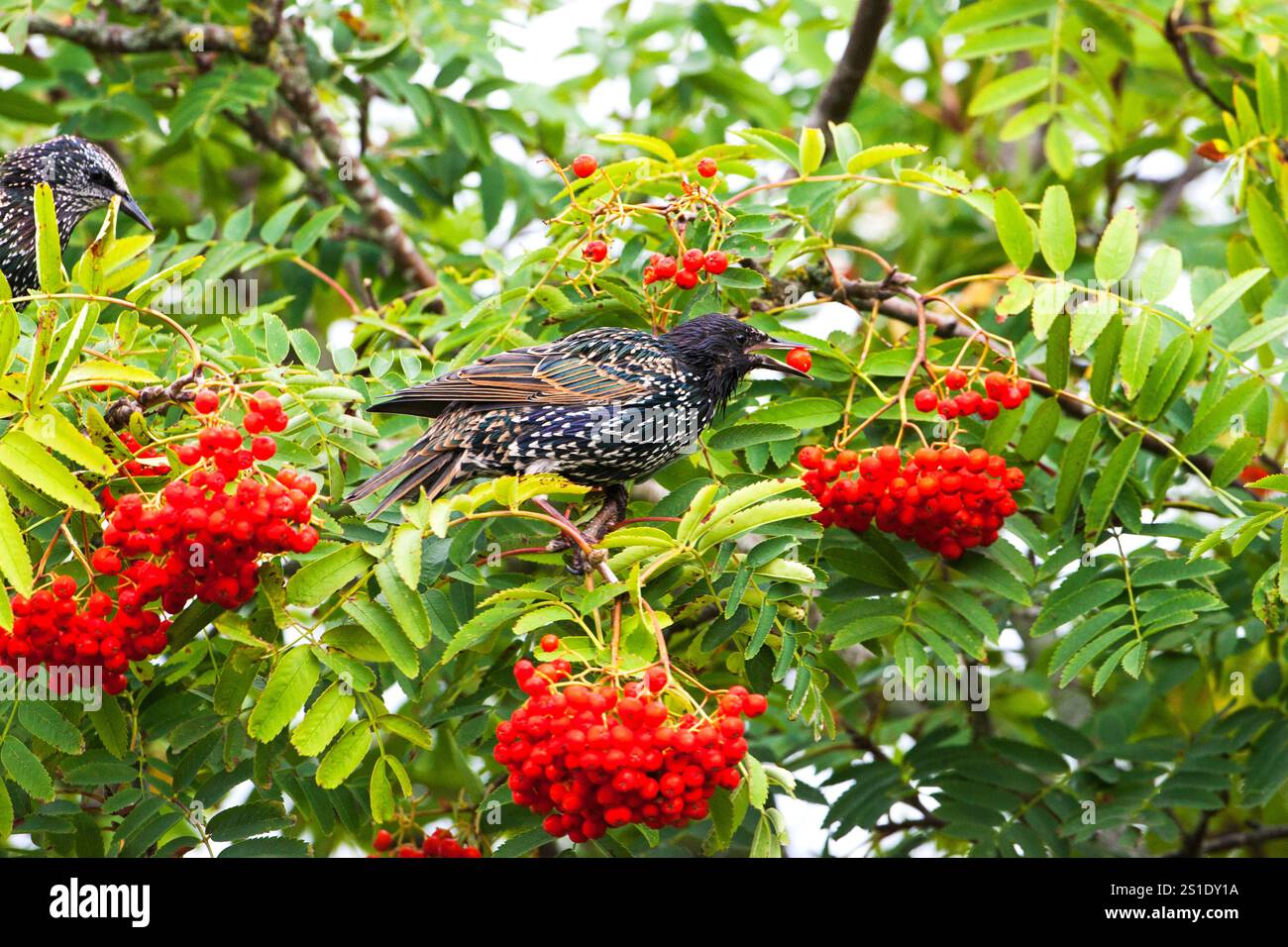 Common starling Sturnus vulgaris juvenile eating berries of Mountain ...