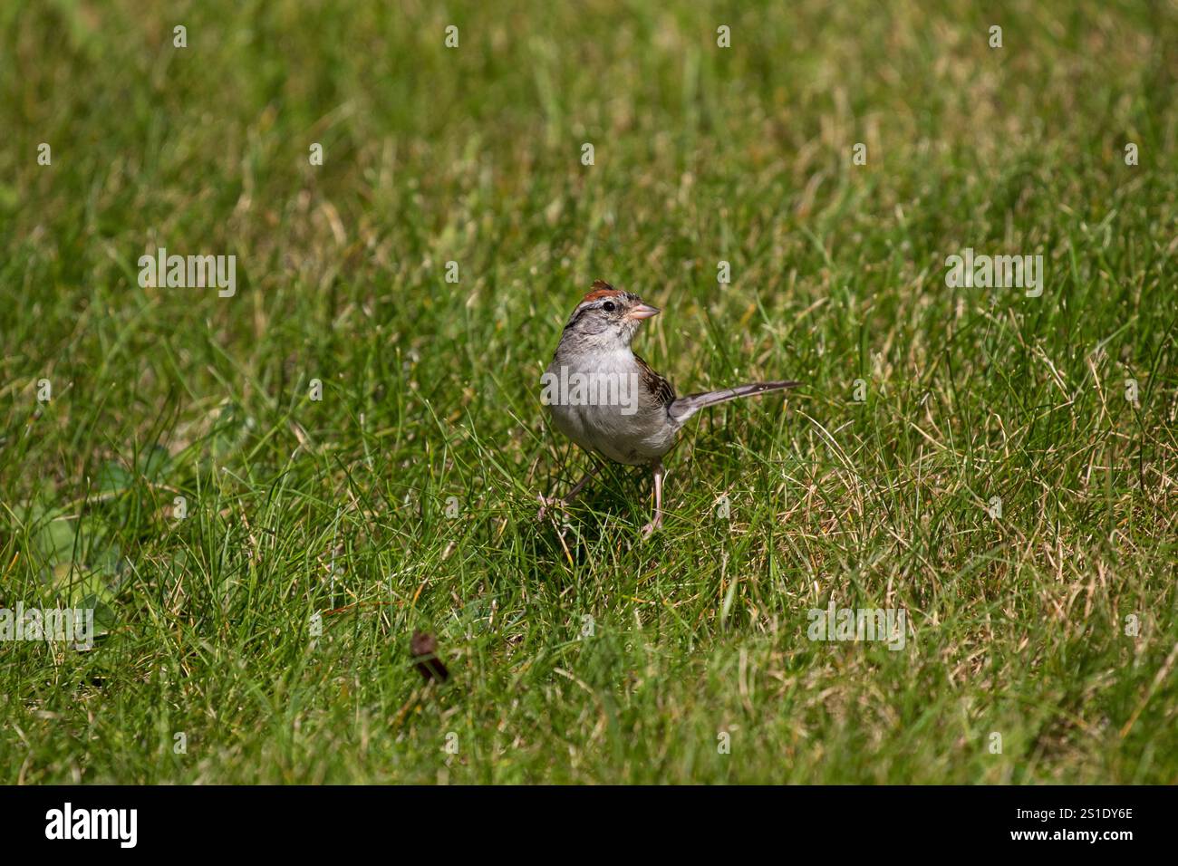 Chipping sparrow Spizella passerina on grass near picnic table ...