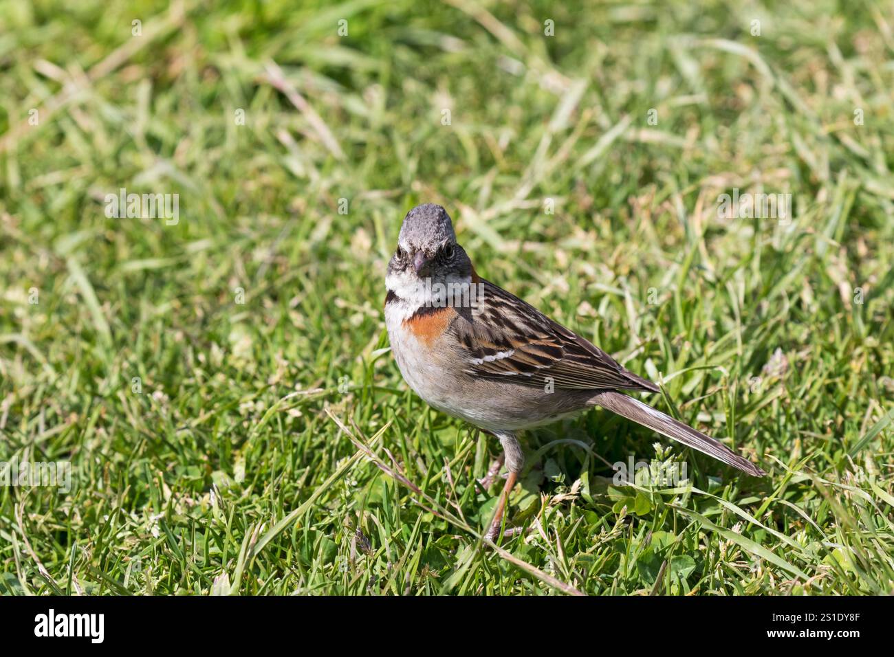 Rufous-collared sparrow Zonotrichia capensis on grassland Torres del ...