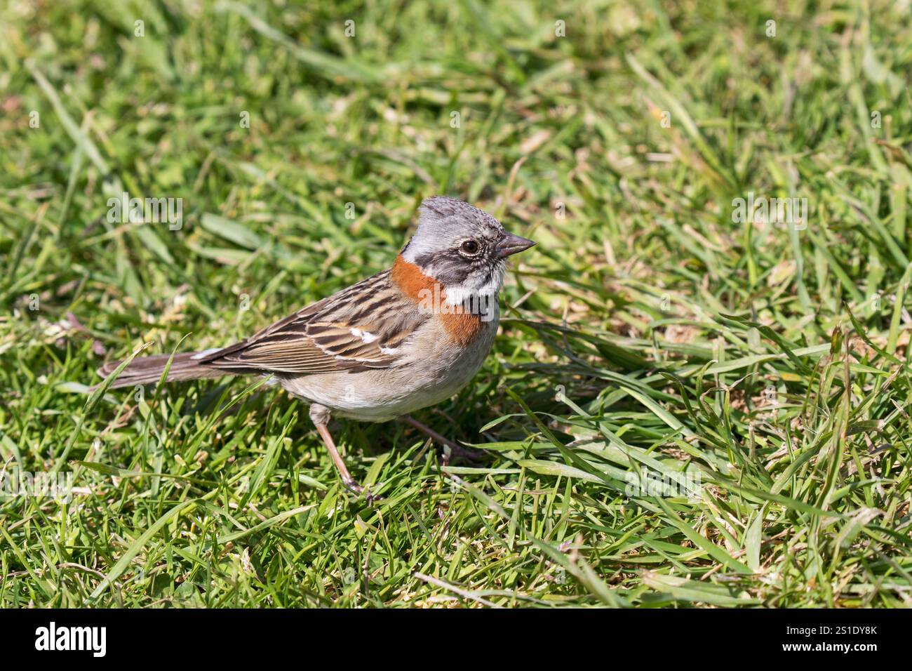 Rufous-collared sparrow Zonotrichia capensis on grassland Torres del ...