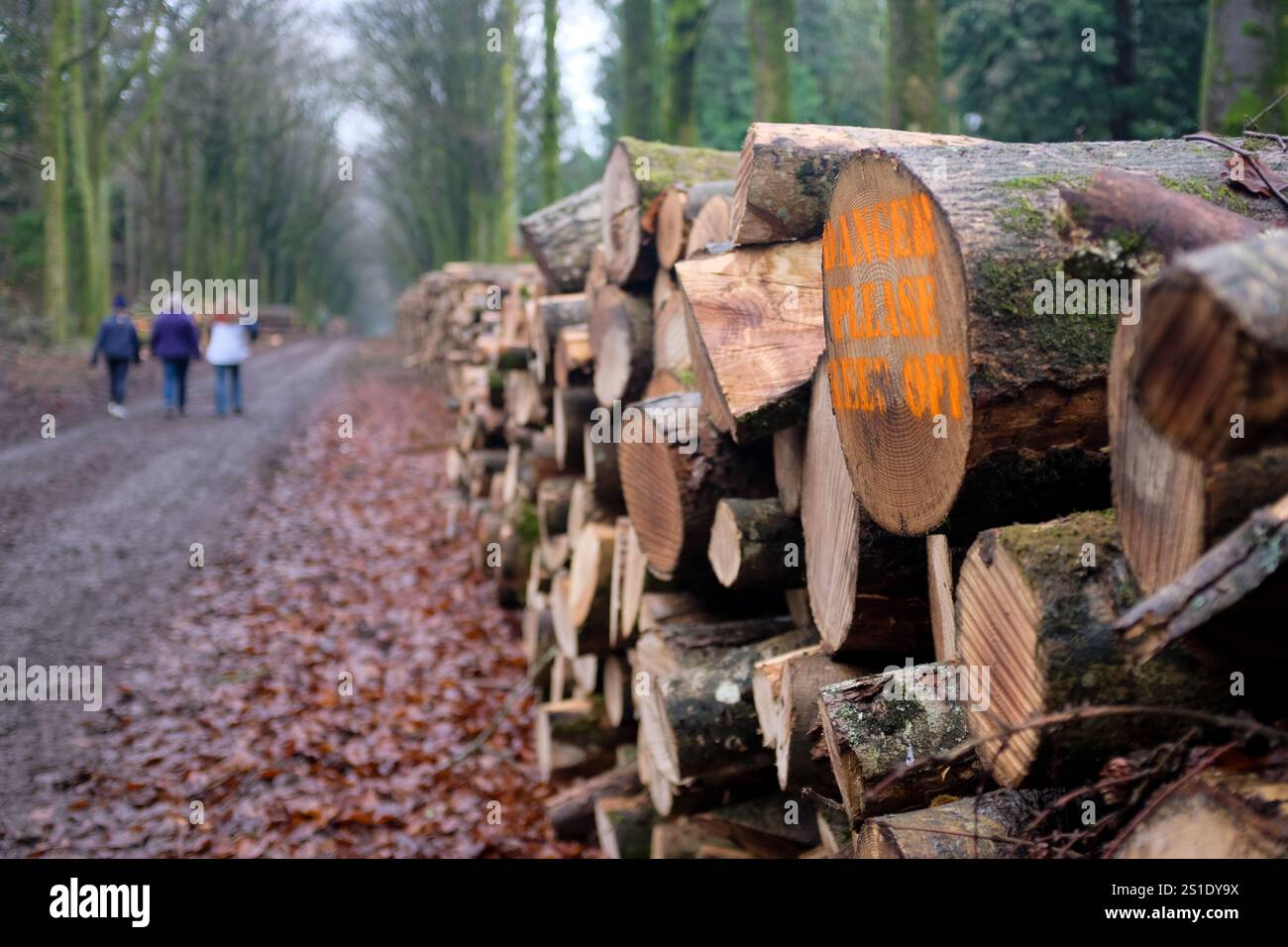 Felled and stacked tree trunks with keep off sign. Grovely Wood ...