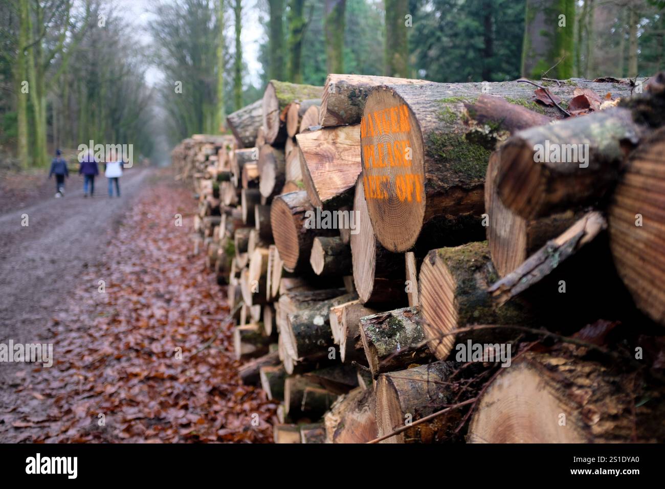 Felled and stacked tree trunks with keep off sign. Grovely Wood ...