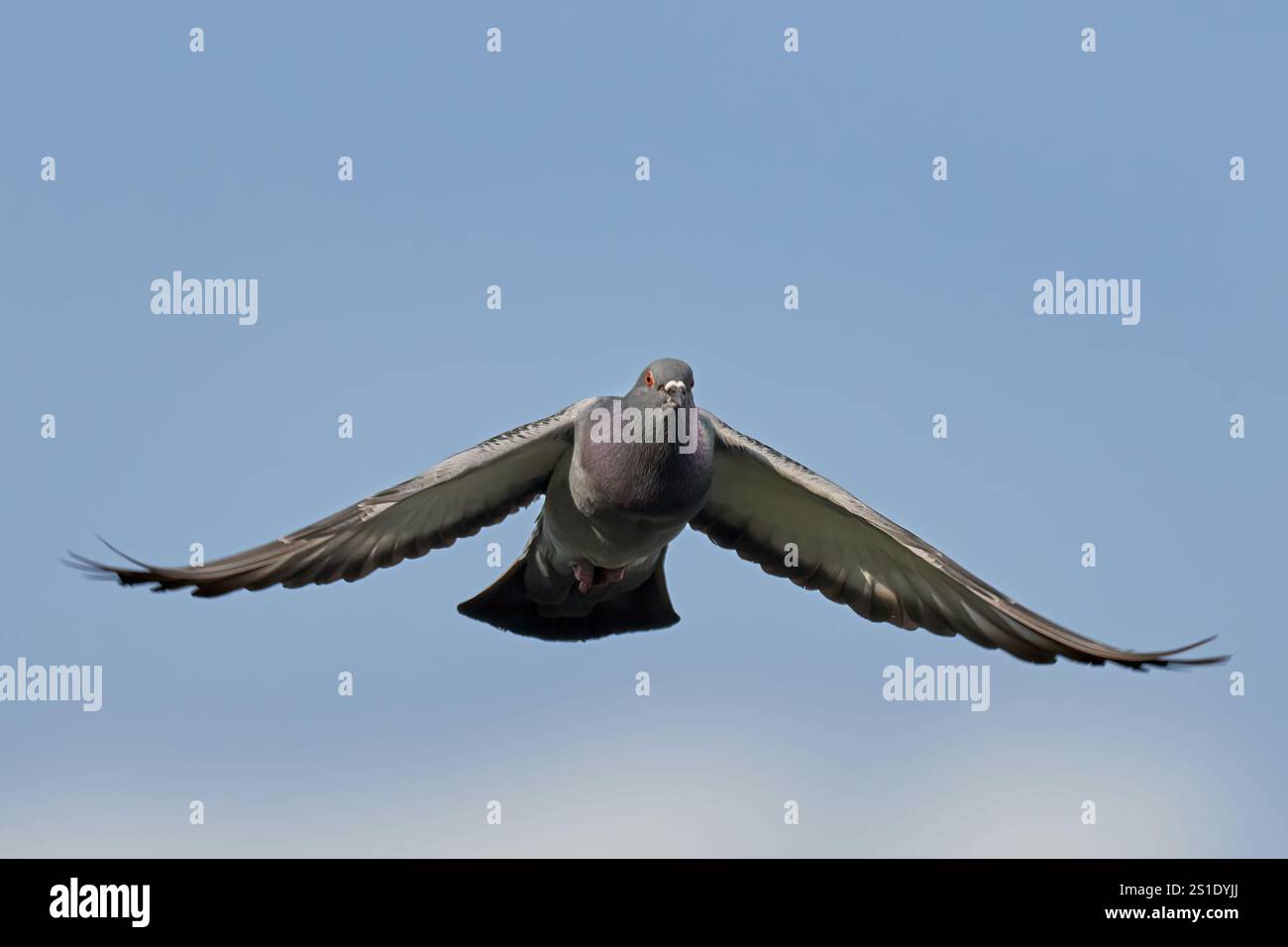Feral pigeon (Columba livia domestica) in fast flight , flying with ...