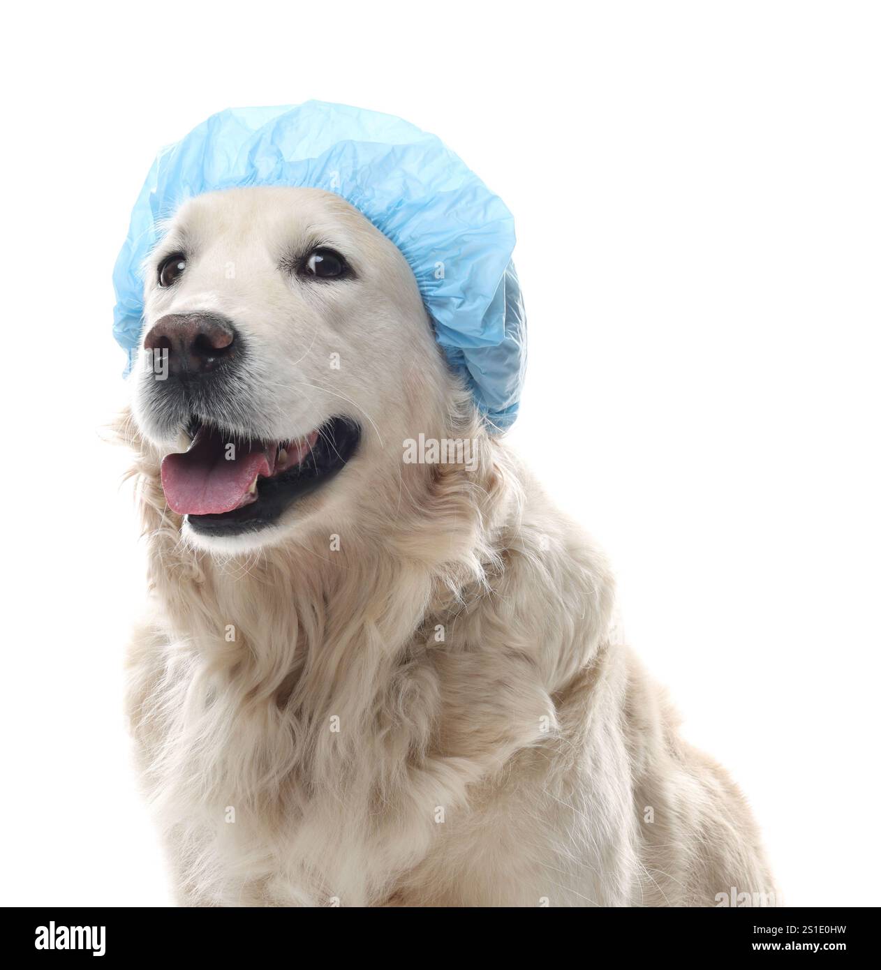 Cute dog in light blue shower cap on white background Stock Photo - Alamy
