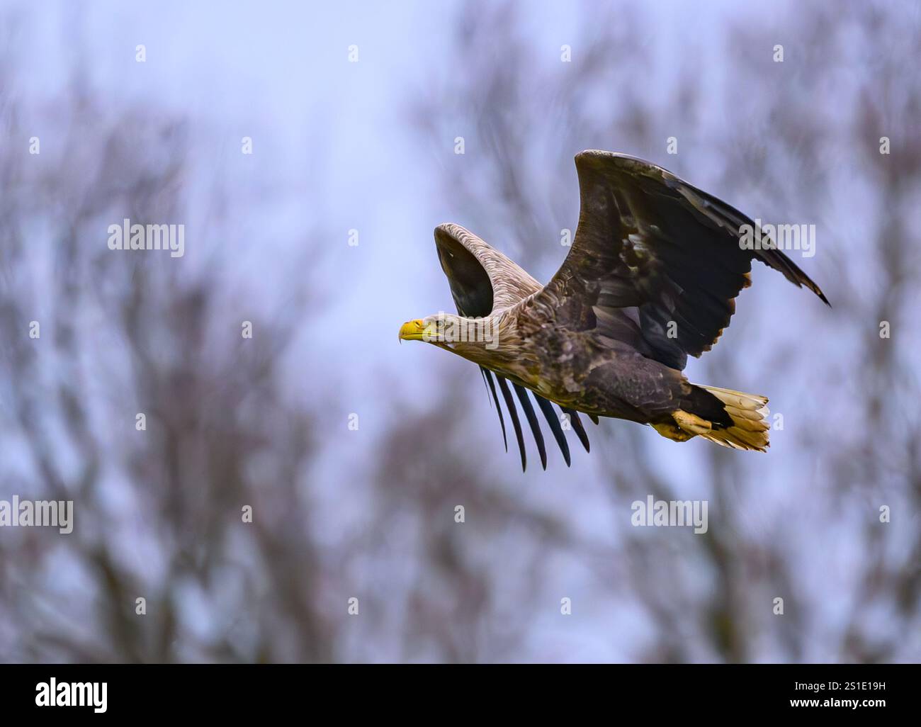 Reitwein, Germany. 03rd Jan, 2025. A white-tailed eagle (Haliaeetus ...