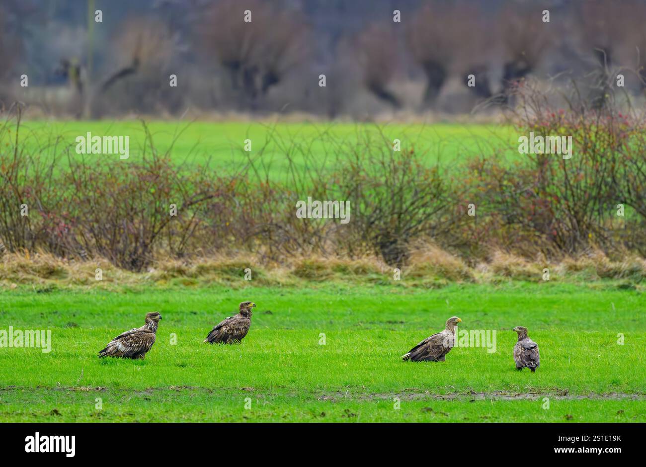 Reitwein, Germany. 03rd Jan, 2025. A rare sight - four white-tailed ...