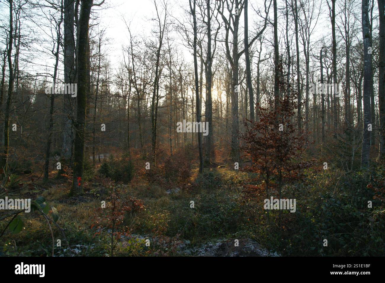 Wald Schönbuch im WInter Stock Photo - Alamy