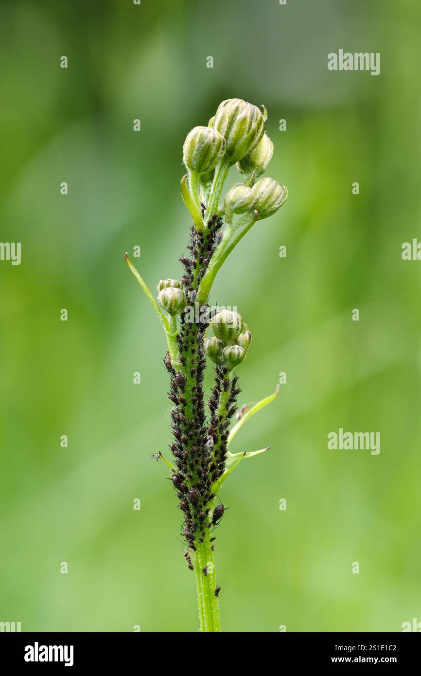 Black bean aphids, Aphis fabae on a meadow plant, close up. Pest ...