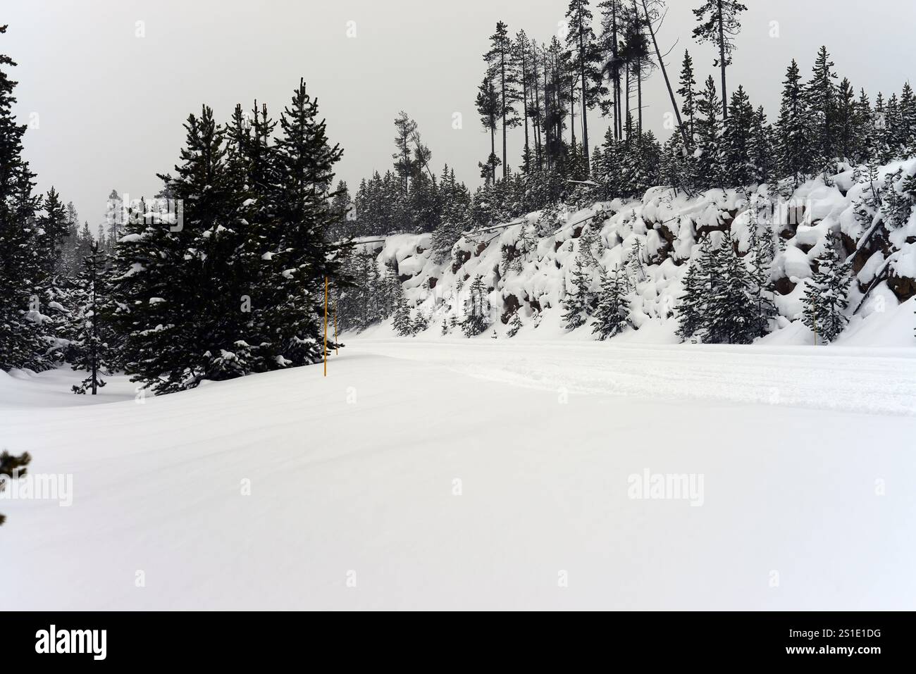 Douglas Fir covered with snow in Yellowstone National Park Typical ...